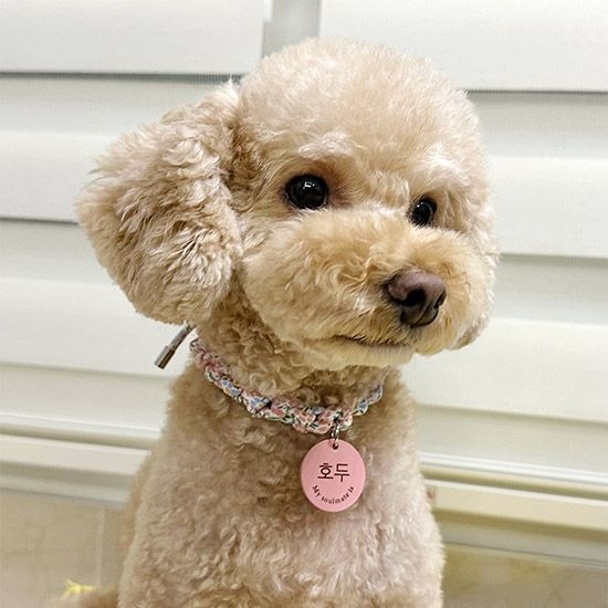 강아지 외출 꽃 페브릭 줄 강아지 목걸이 인식표 대형견 소형견 고양이 오늘의집 쇼핑
