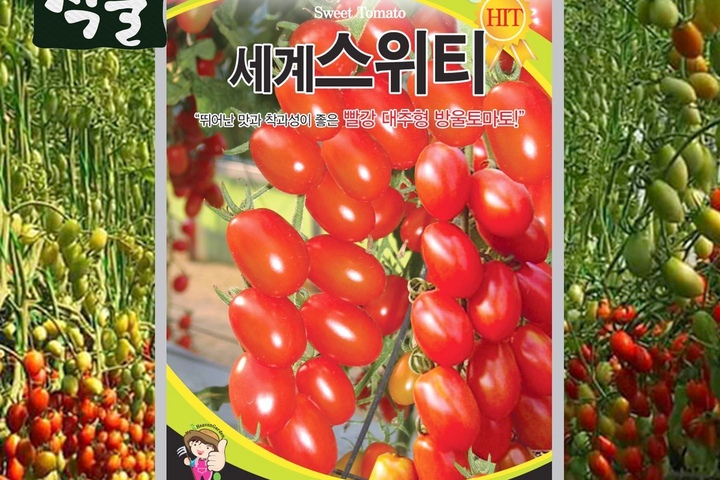 식물 세계스위티 30립 토마토 씨앗 씨 종자 채소 야채 오늘의집 쇼핑