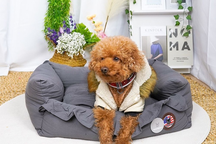 강아지 리빙 이알 강아지 사각 방석 애견 사계절 소파 쿠션 레이스 침대 고양이 공주 방석 오늘의집 쇼핑