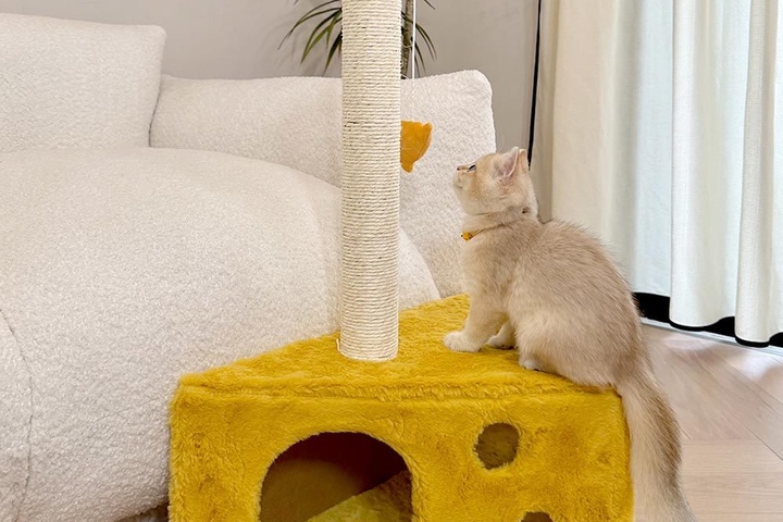 고양이 리빙 고양이 스크래쳐 치즈 숨숨집 오늘의집 쇼핑