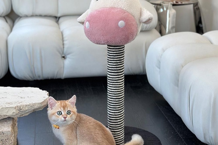 고양이 리빙 고양이 카우 수직 캣타워 스크래쳐 오늘의집 쇼핑