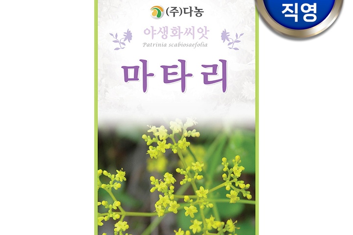 식물 마타리꽃 씨앗 500g 조경 정원 화단 꽃밭 관상용 야생화 키우기 꽃씨 종자 오늘의집 쇼핑