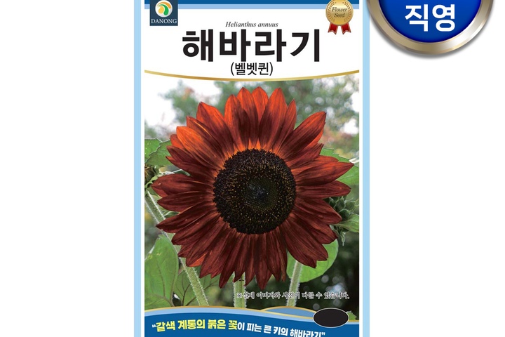 식물 해바라기 벨벳퀸 씨앗 50립 갈색 계통 붉은색 꽃 큰키 꽃밭 일년생 꽃씨 종자 오늘의집 쇼핑
