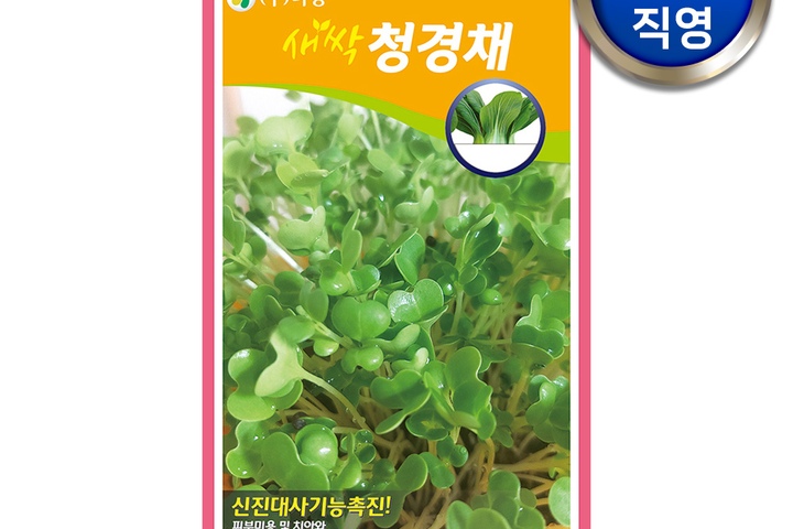 식물 새싹 청경채 씨앗 1kg 무소독 채소 수경 재배 씨 종자 오늘의집 쇼핑