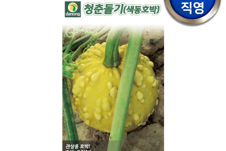 식물 색동 호박 청춘돌기 씨앗 100립 야채 채소 텃밭 파종 재배 씨 종자 오늘의집 쇼핑