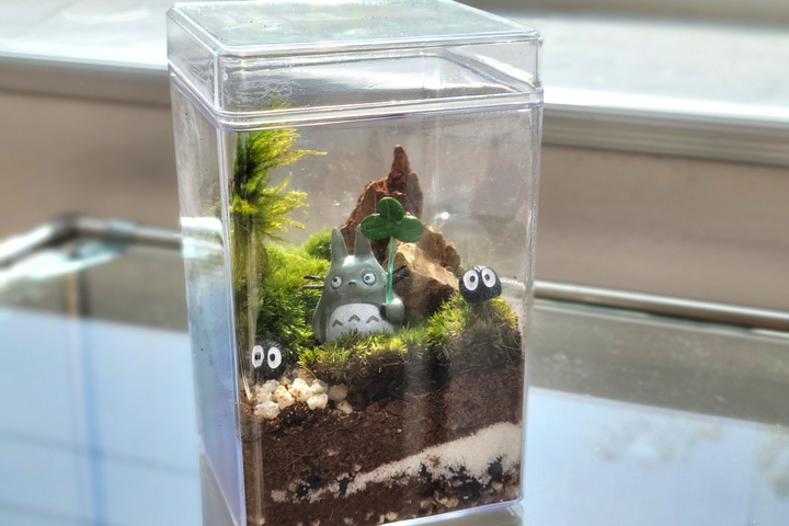 식물 토토로의 길size M 나무이끼 비단이끼 테라리움 Diy 만들기 키트 오늘의집 쇼핑