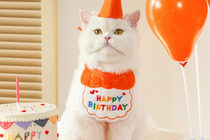 강아지 패션 고양이 생일 파티 고깔 모자 케이프 세트 강아지 돌잔치 반려묘 반려견 꼬깔 애견 턱받이 오늘의집 쇼핑