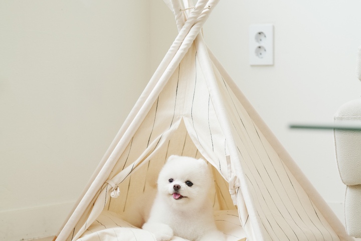 강아지 리빙 티피텐트 펫하우스 강아지집 인디언텐트 고양이 숨숨집 5color 오늘의집 쇼핑