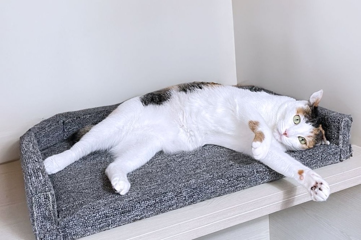 고양이 리빙 고양이 캣 스크래쳐 우드 쇼파형 침대 오늘의집 쇼핑