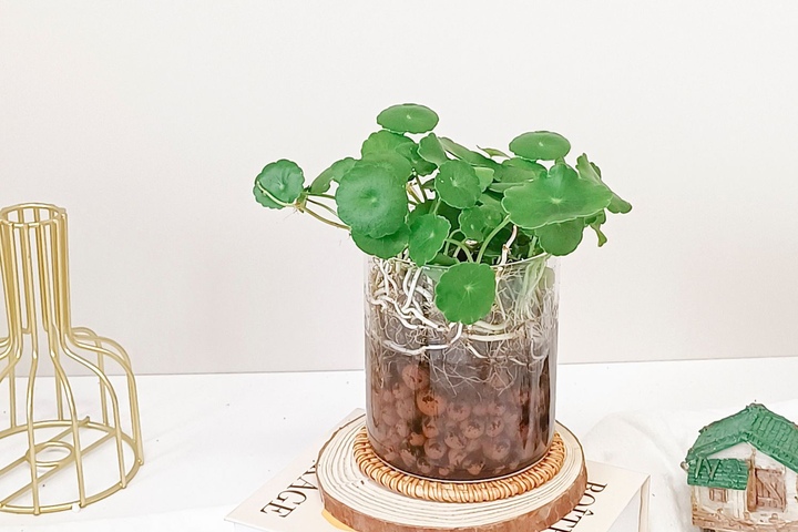 식물 워터코인 수경재배 식물 수중 수생 주방 식물 오늘의집 쇼핑