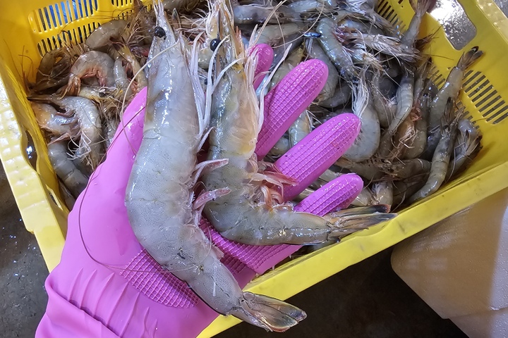 수산·건해산 국내산 활새우 자연산 대하 왕새우 1kg 25~20미 오늘의집 쇼핑