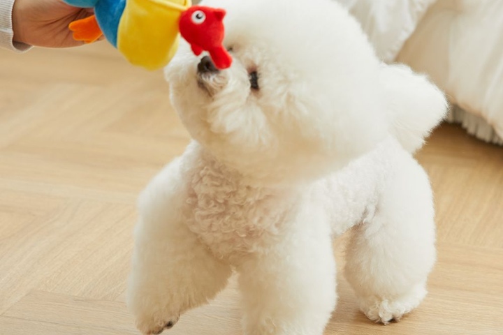 강아지 장난감 강아지 노즈워크 장난감 펠리칸 오늘의집 쇼핑