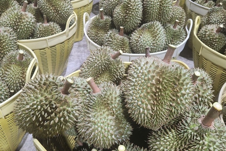 과일 태국산 생 두리안 2수 3kg 내외 생과일 열대과일 오늘의집 쇼핑