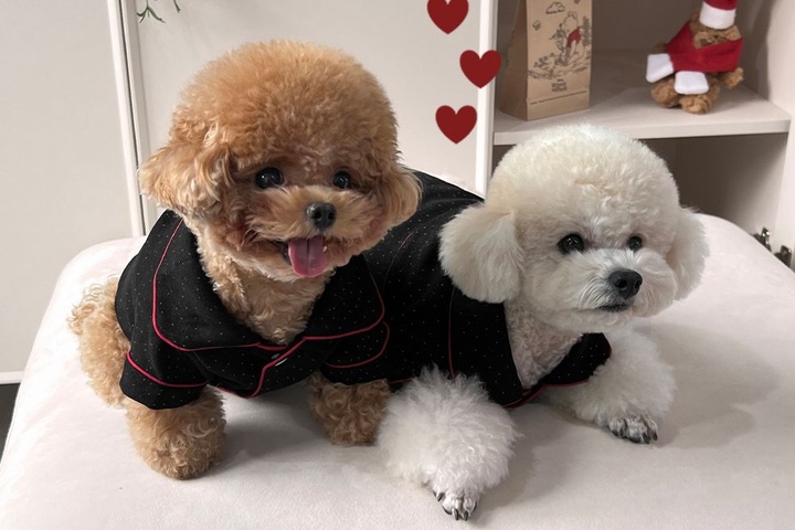 강아지 패션 Amade 미드나잇 강아지잠옷 반려견 펫파자마 1color 오늘의집 쇼핑